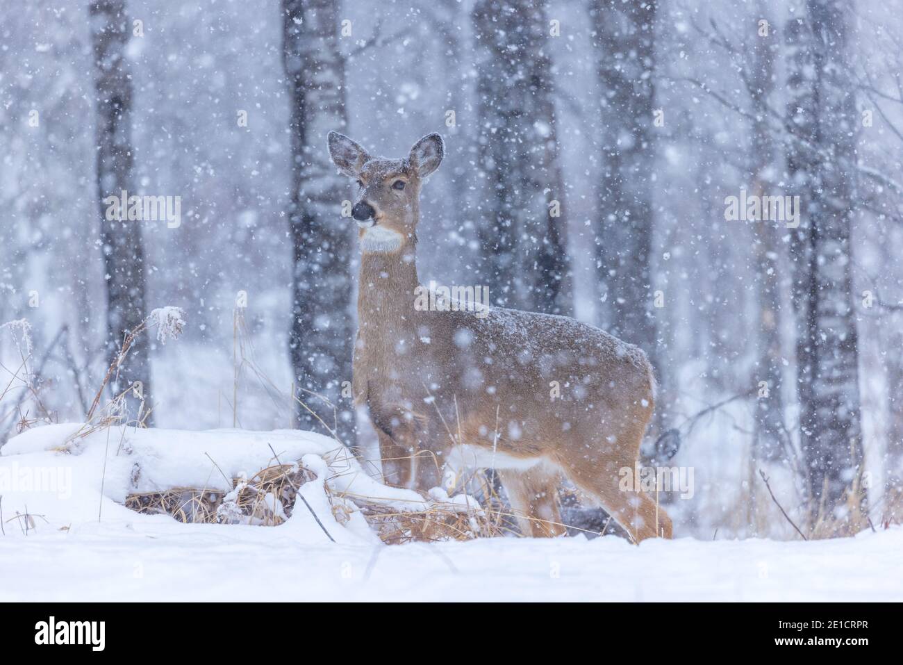 White-tailed doe standing watch as the snow falls in northern Wisconsin ...