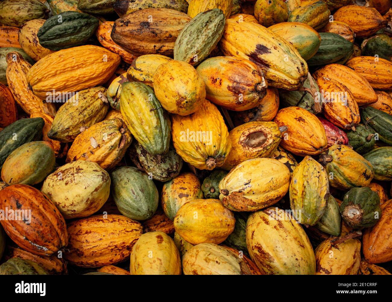 View of harvested cacao fruits in a heap. Yellow color cocoa fruit ...