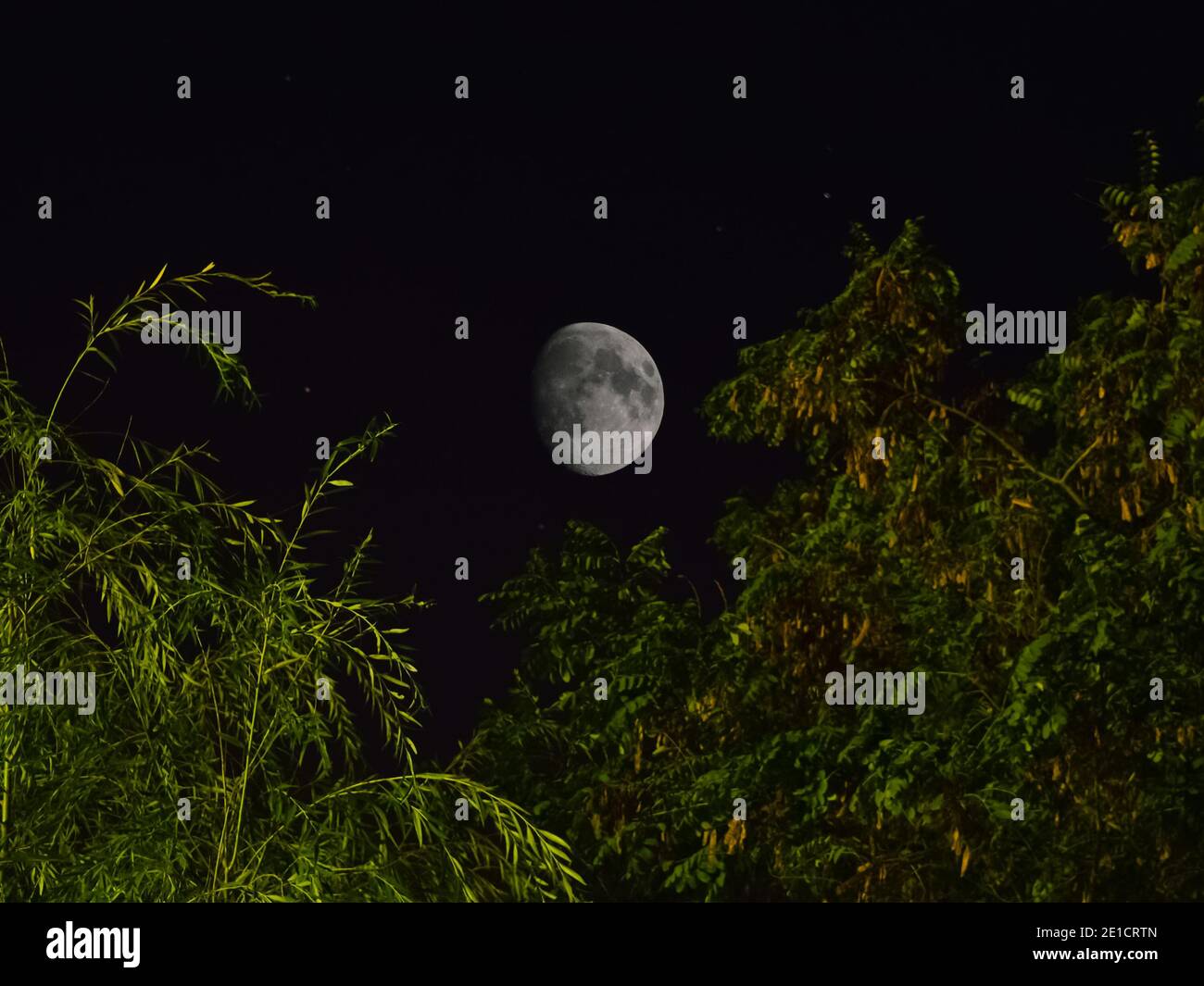 Full moon between trees hi-res stock photography and images - Alamy