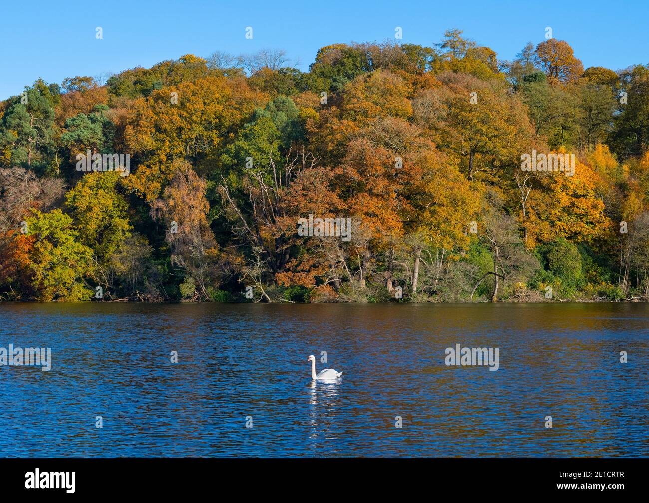 A swan gliding across Blake Mere, near Ellesmere, Shropshire Stock ...