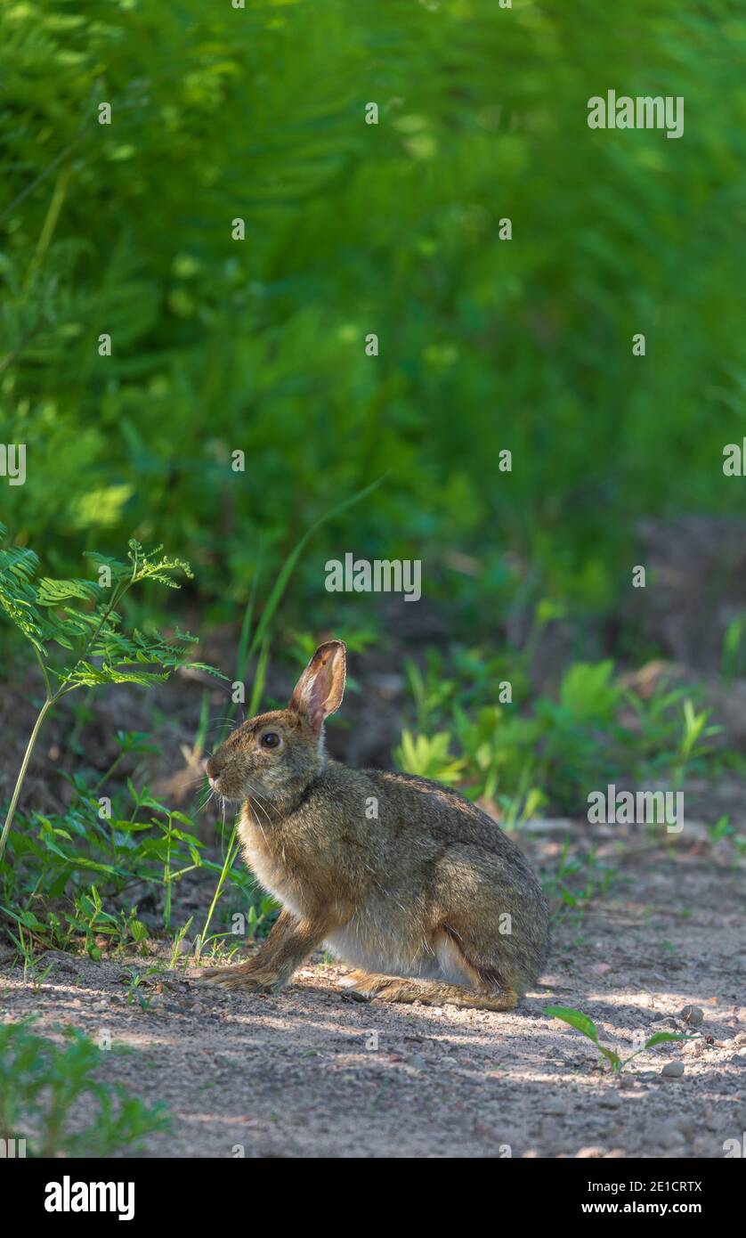 Snowshoe Hare Summer High Resolution Stock Photography and Images - Alamy
