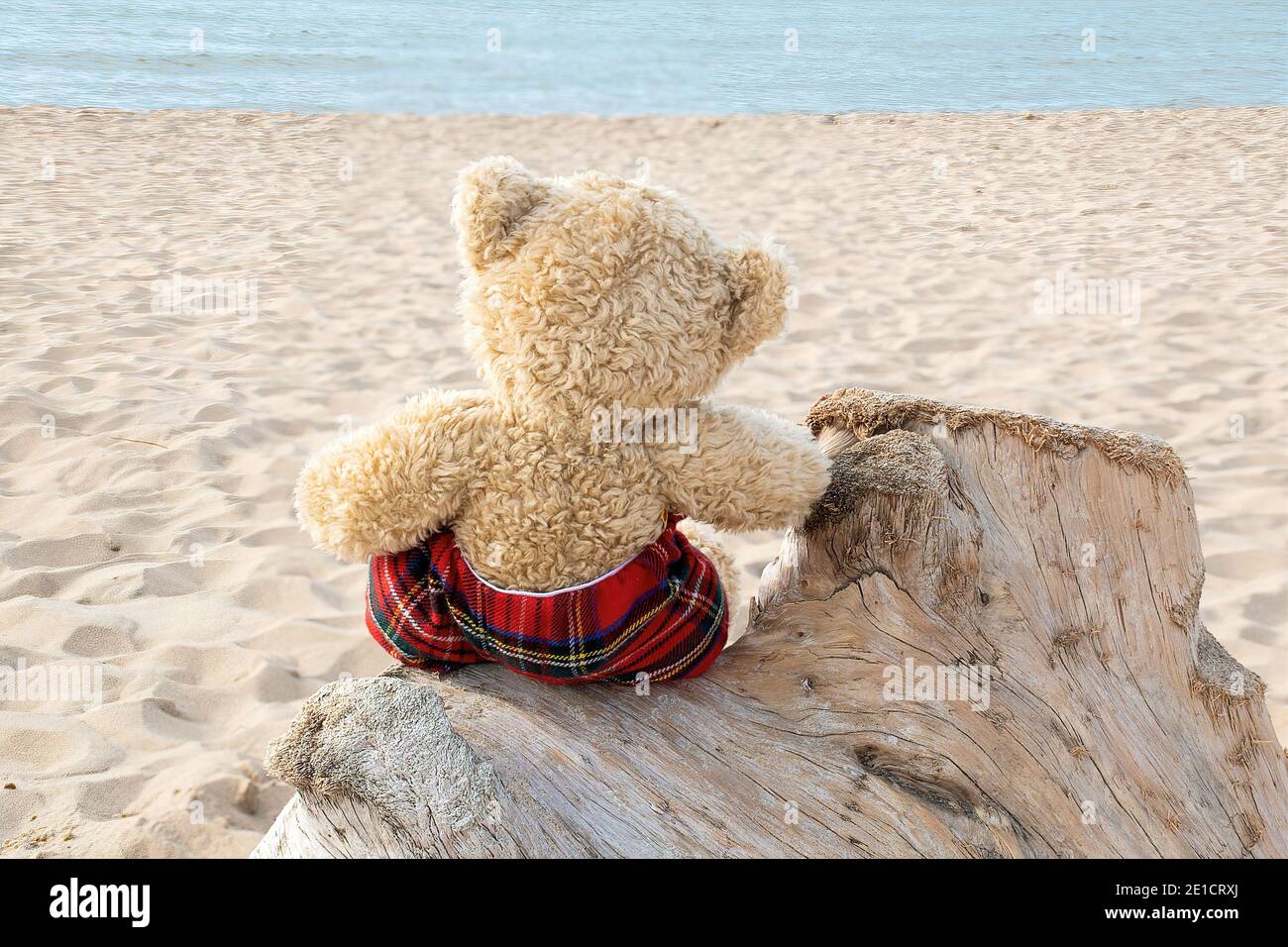 back view of a teddy bear wearing tartan plaid pants sitting on beach ...