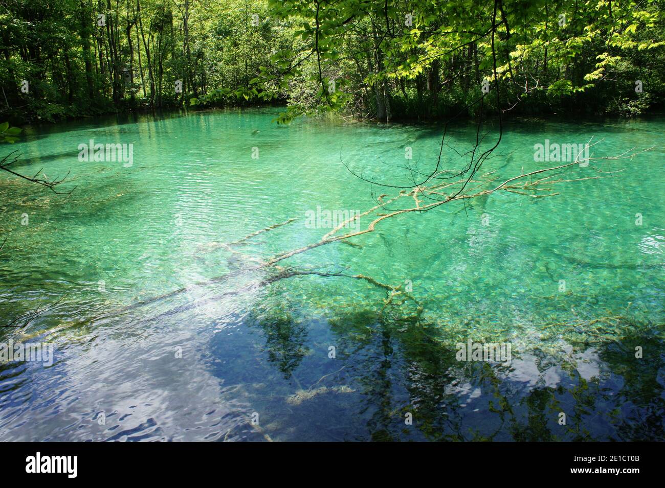 Croatia, Plitvice, Tree in the Lake Stock Photo - Alamy