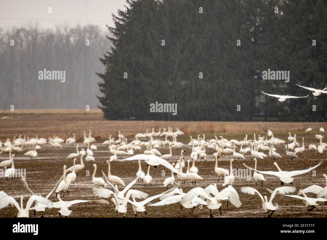 Animal Bird Swan Birds Feet High Resolution Stock Photography and ...