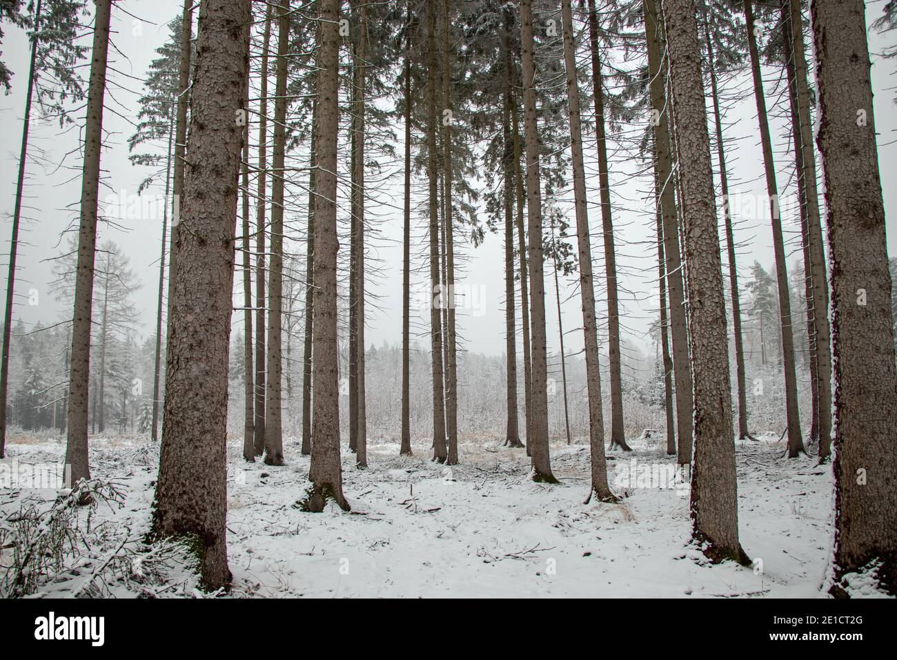 Winter forest in Germany Snow idyll Stock Photo - Alamy