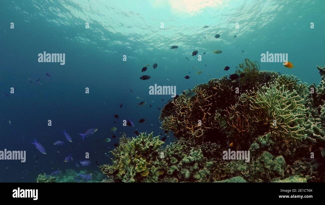 Underwater fish garden reef. Reef coral scene. Seascape under water ...