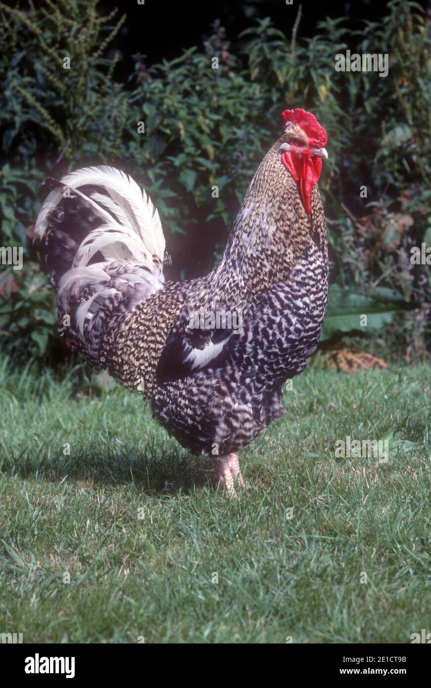 Scots Dumpy Cockerel rare poultry breed UK Stock Photo - Alamy