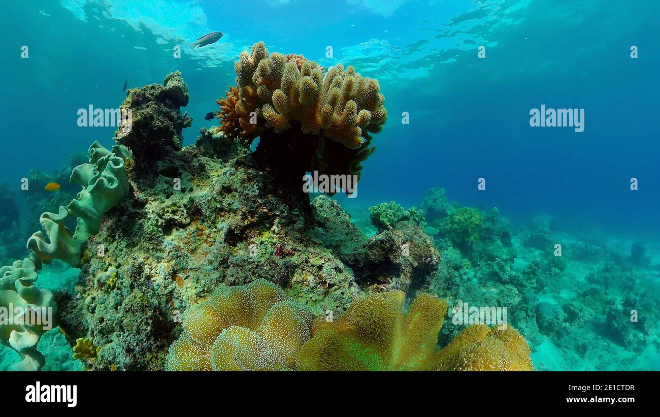 Coral reef and tropical fishes. The underwater world of the Philippines ...