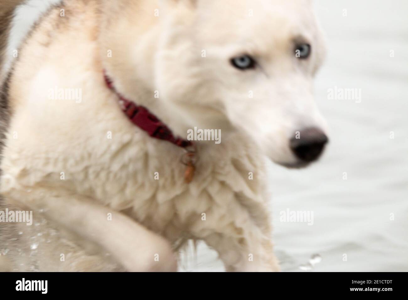Series of photos showing a siberian husky dripping wet and running out ...