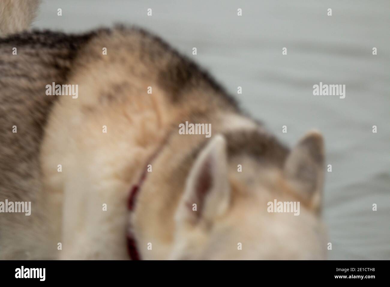 Series of photos showing a siberian husky dripping wet and running out ...