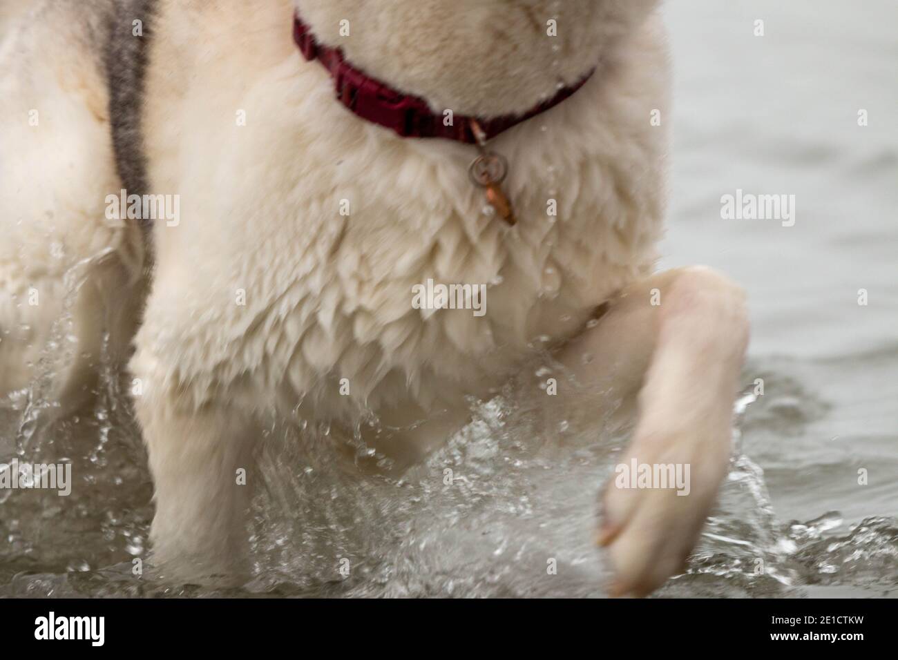 Series of photos showing a siberian husky dripping wet and running out ...