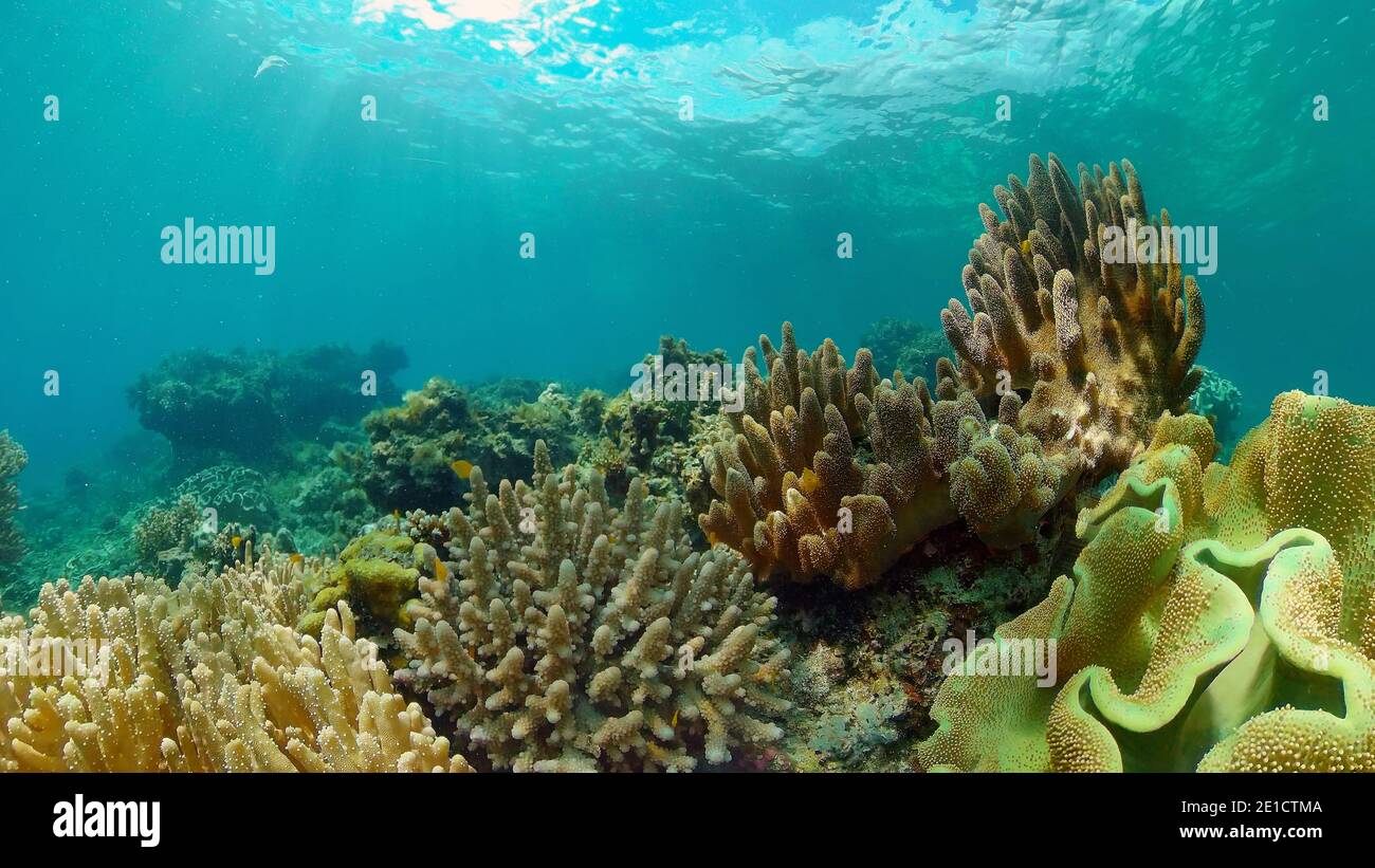 Tropical fishes and coral reef at diving. Underwater world with corals ...