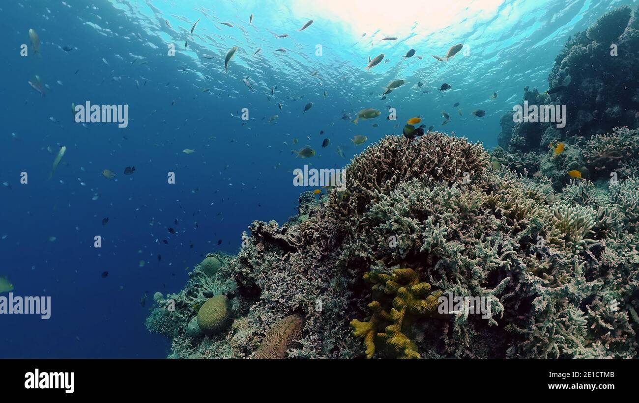 Tropical fishes and coral reef at diving. Underwater world with corals ...