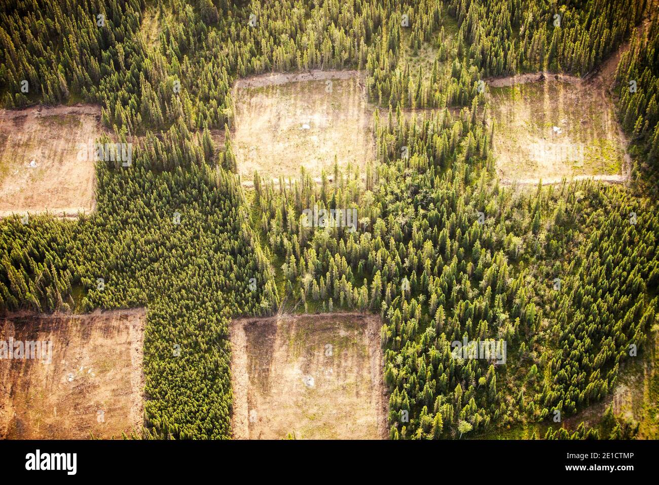 Boreal forest trees clear felled to make way for a new tar sands mine ...