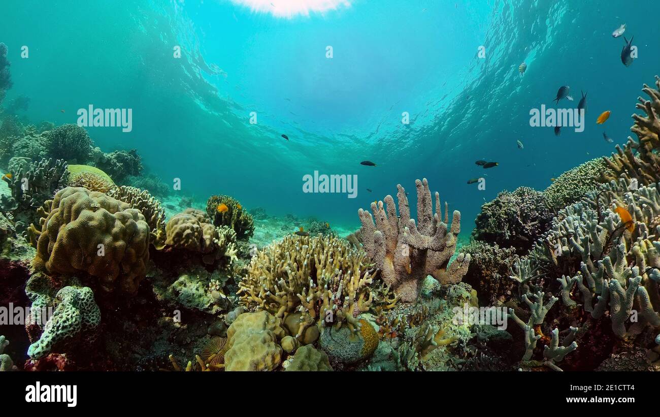 Beautiful underwater landscape with tropical fish and corals ...