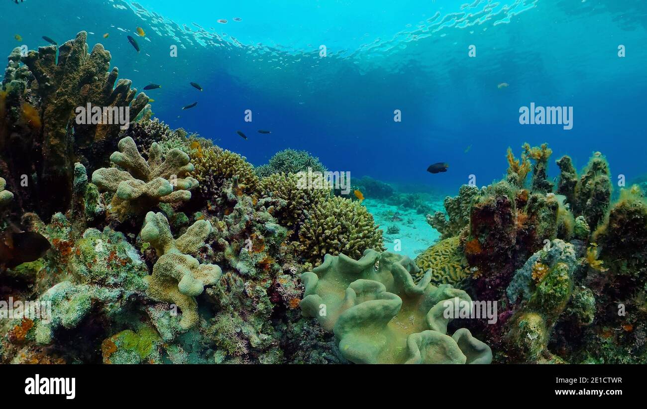 Underwater Ocean Scenes Coral