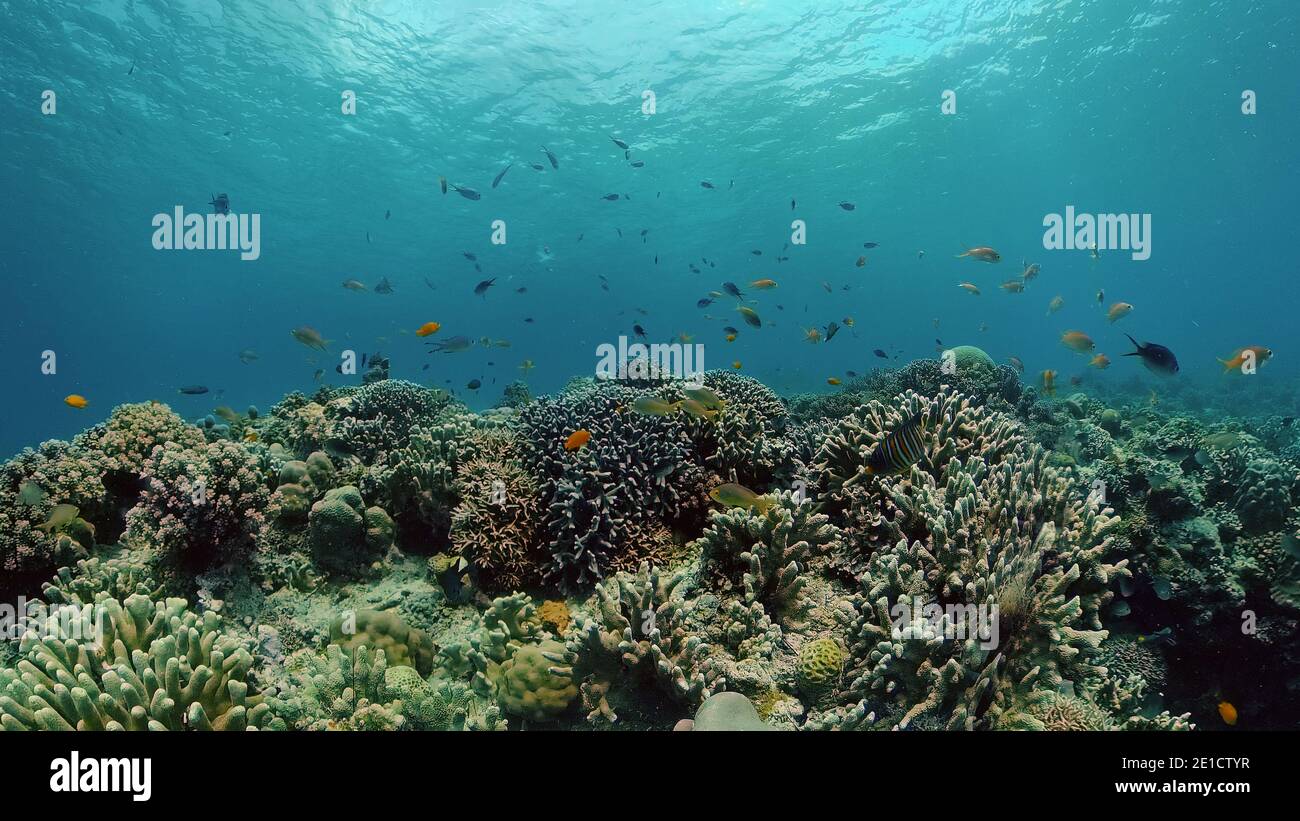 Coral reef and tropical fishes. The underwater world of the Philippines ...