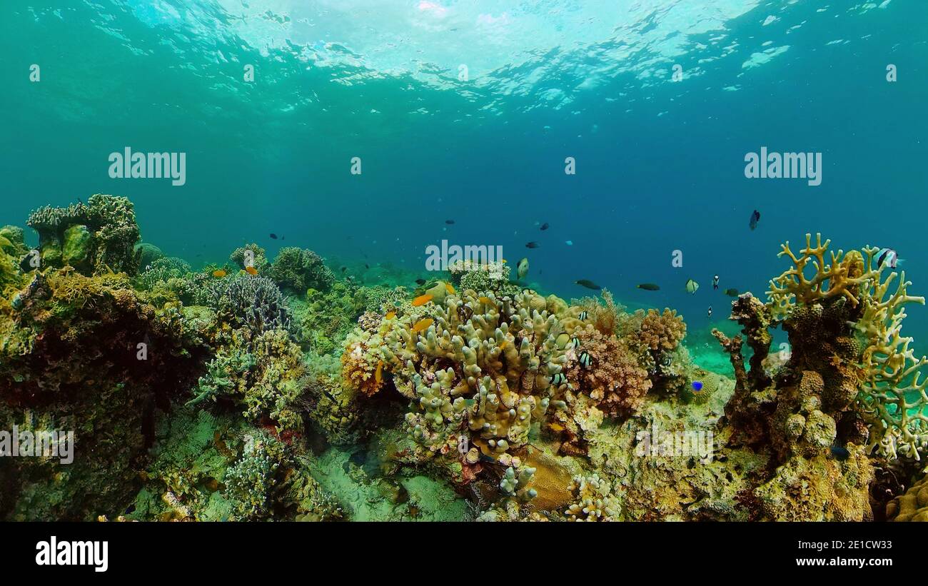 Underwater fish reef marine. Tropical colourful underwater seascape ...