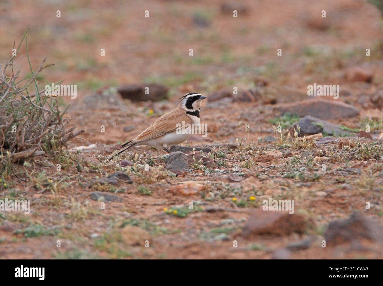Temmincks lark eremophila bilopha hi-res stock photography and images ...
