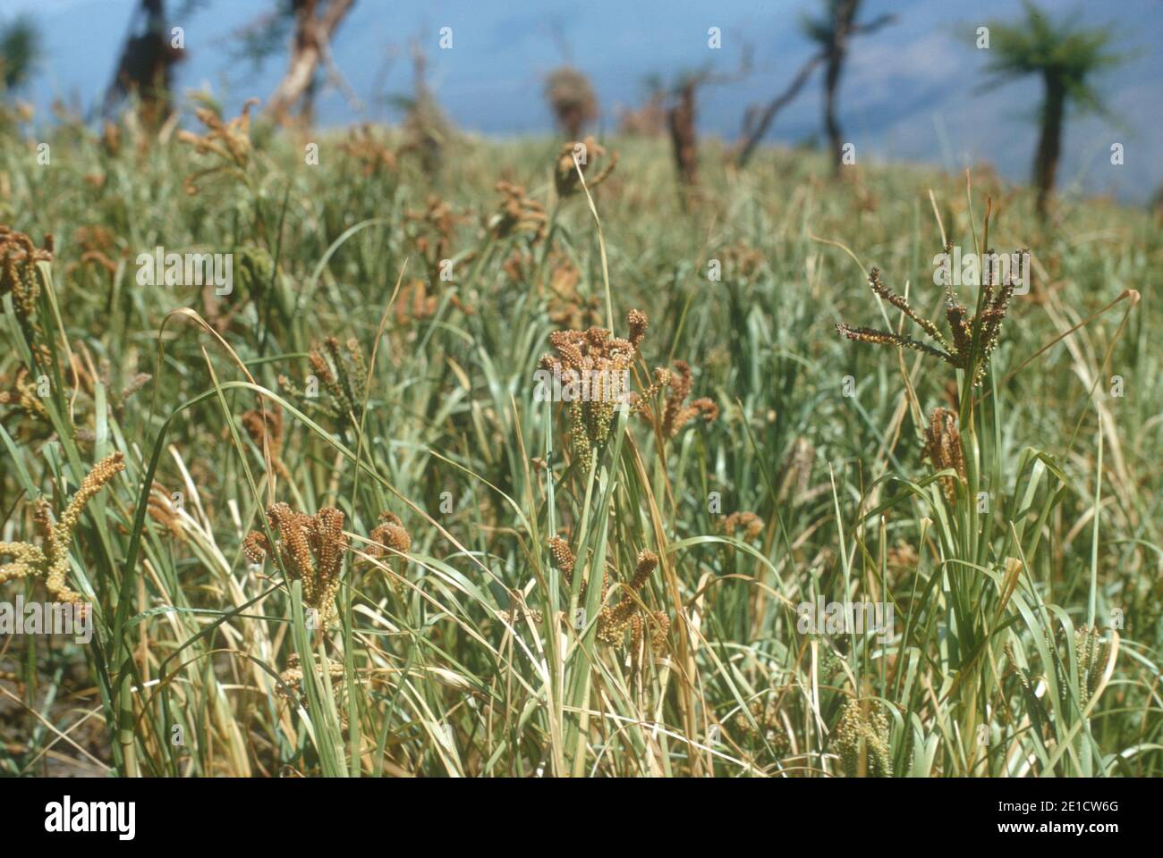 Finger millet Eleusine coracana is a staple cereal crop capable of ...