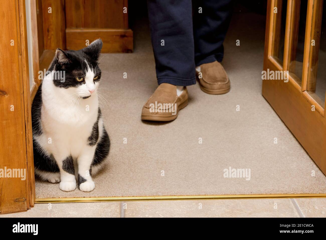 Cat and someone walk coming in the hallway Stock Photo - Alamy