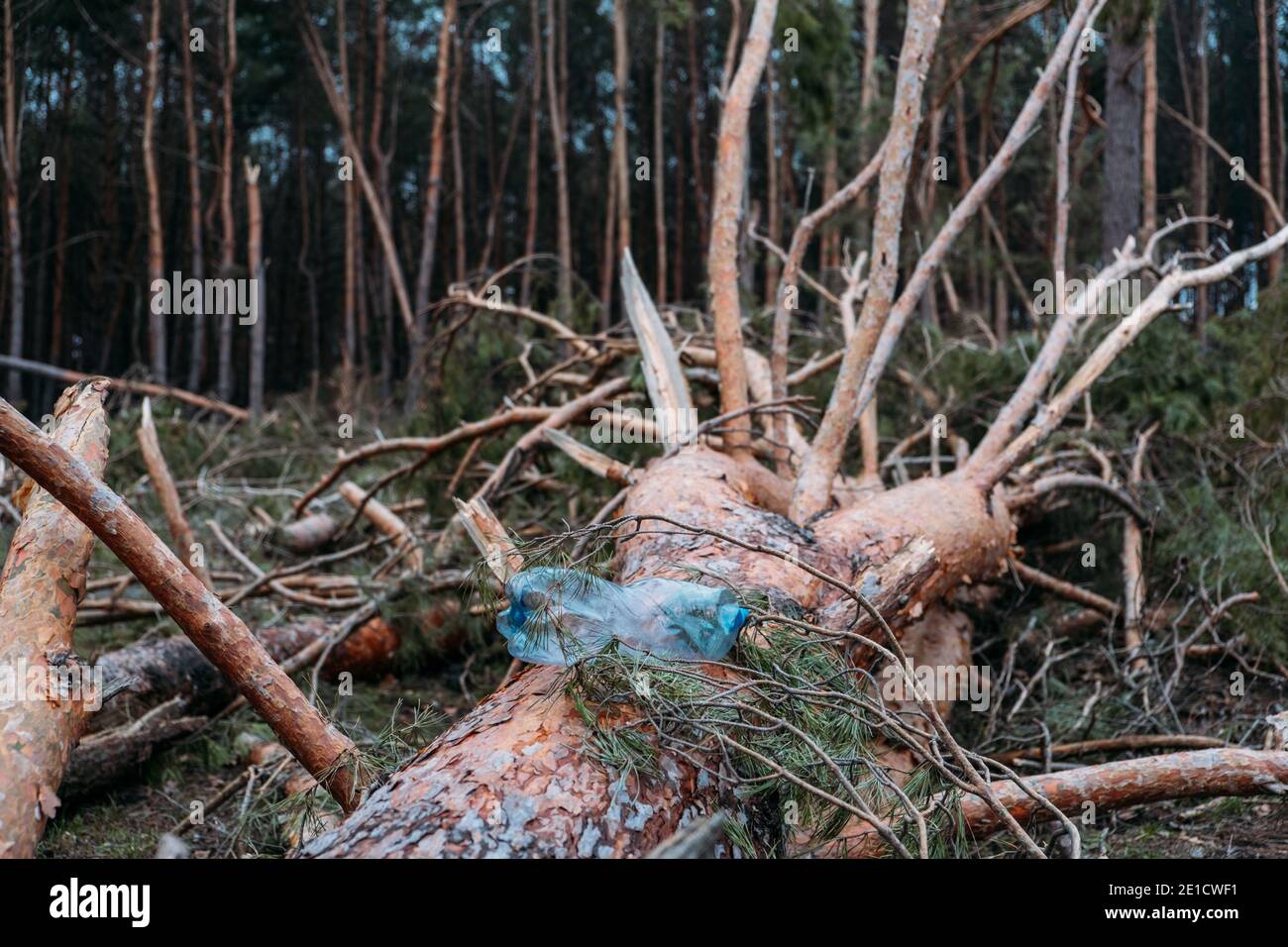 Environmental issues, problems. Plastic bottle in trunk of pine fallen ...