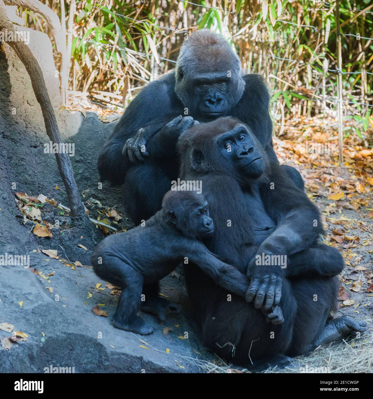 A gorilla family, Mother, Father and Baby Stock Photo - Alamy