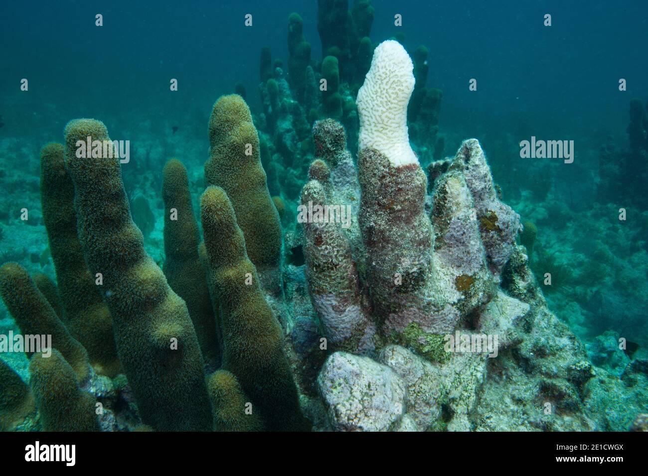 Zooxanthellae hi-res stock photography and images - Alamy