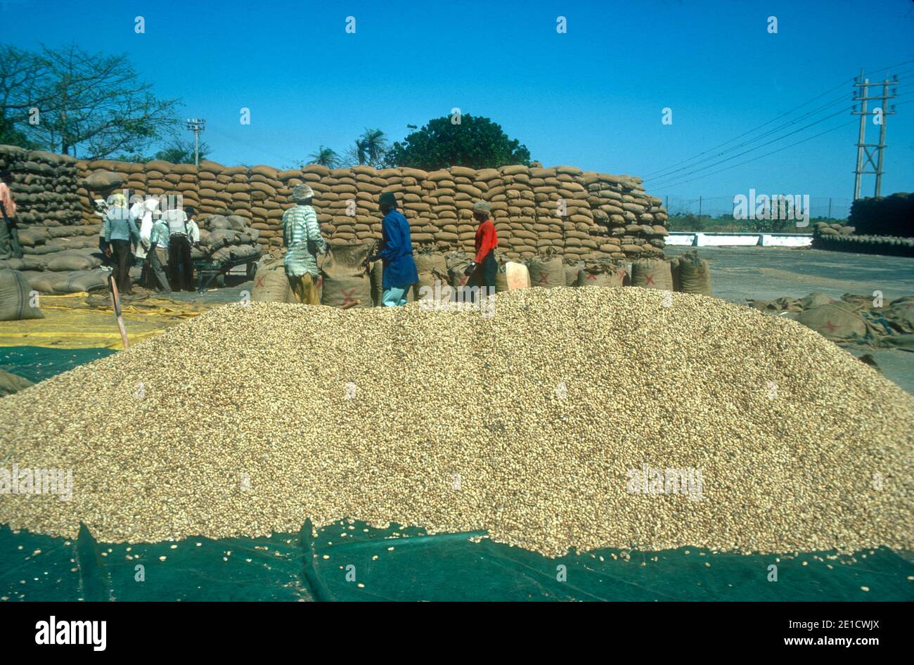 Harvesting groundnuts hi-res stock photography and images - Alamy