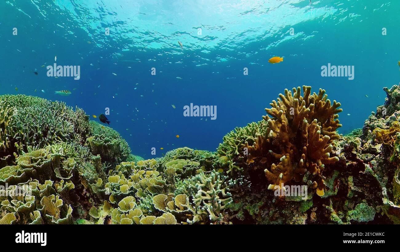 Tropical coral reef seascape with fishes, hard and soft corals Stock ...