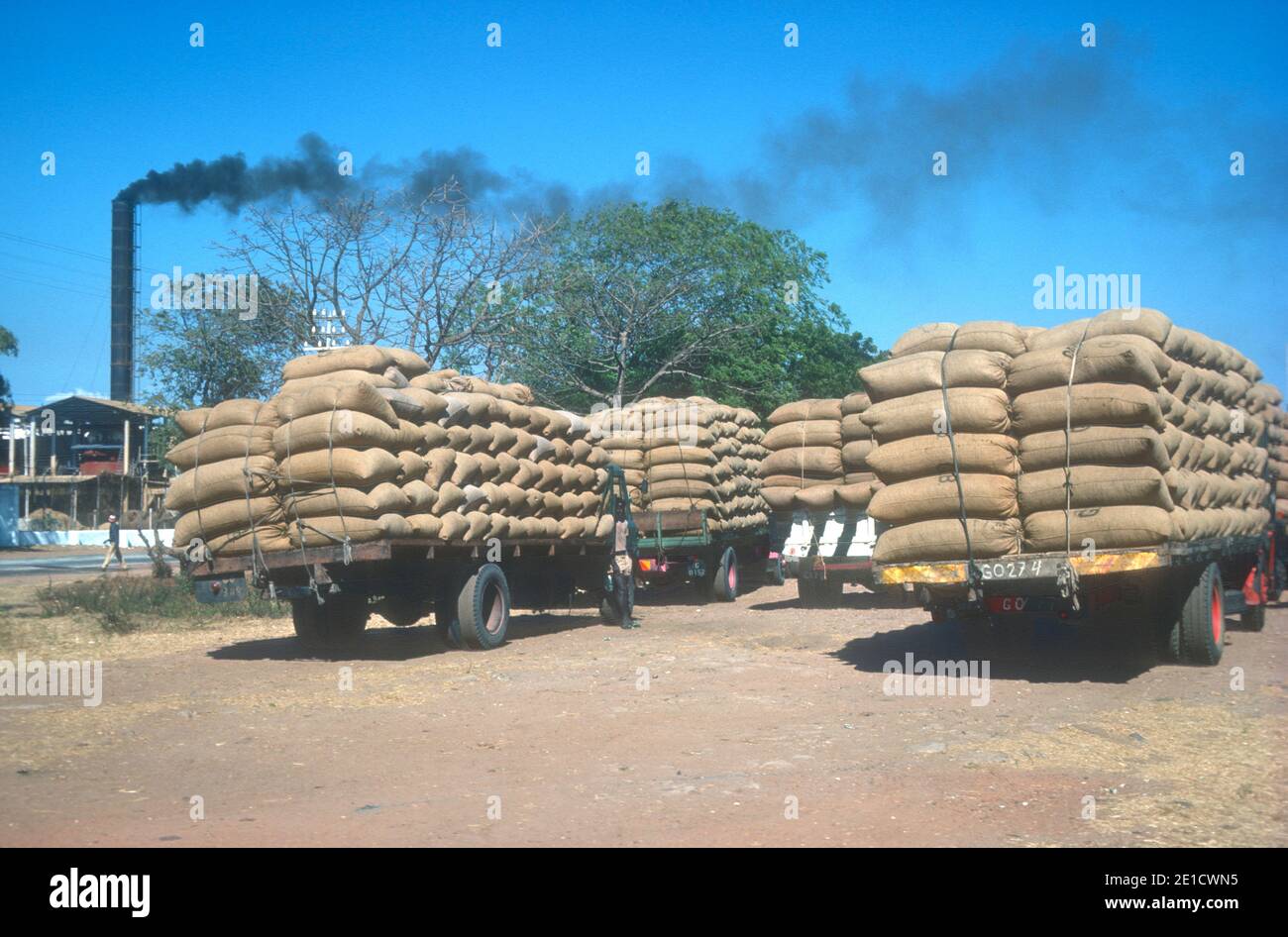 Harvesting groundnuts hi-res stock photography and images - Alamy