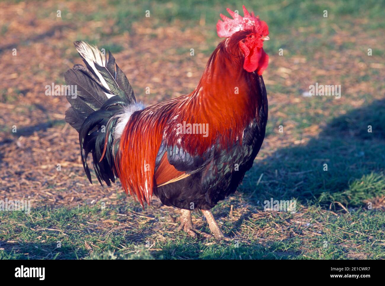 Dorking cockerel hi-res stock photography and images - Alamy