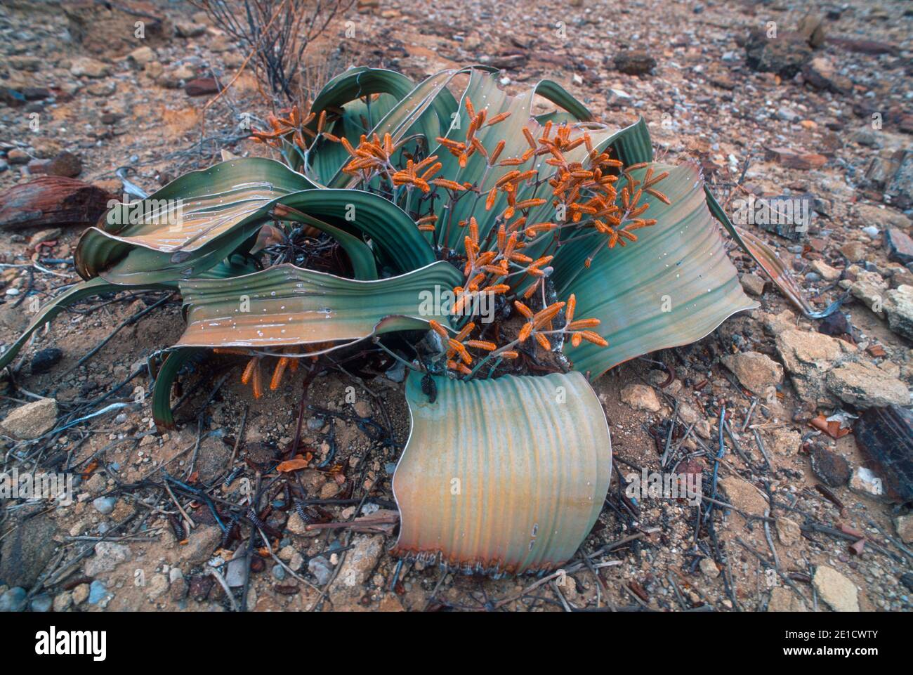 Tumboa latin name Welwitschia mirabilis is one of the oldest known ...