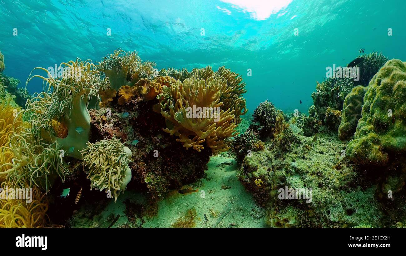 Tropical colourful underwater seascape. Tropical fishes and coral reef ...