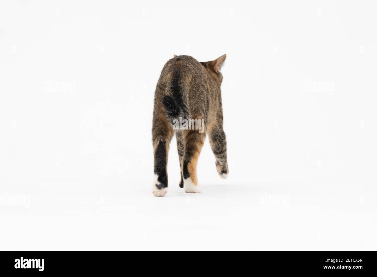 Multiracial european Cut Out Stock Images & Pictures - Alamy