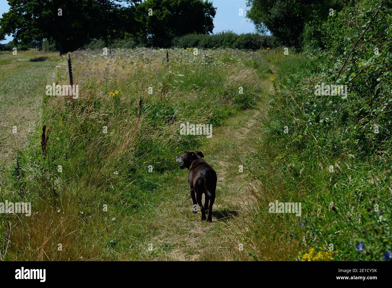 Dog Walking in Beautiful English Countryside Stock Photo - Alamy