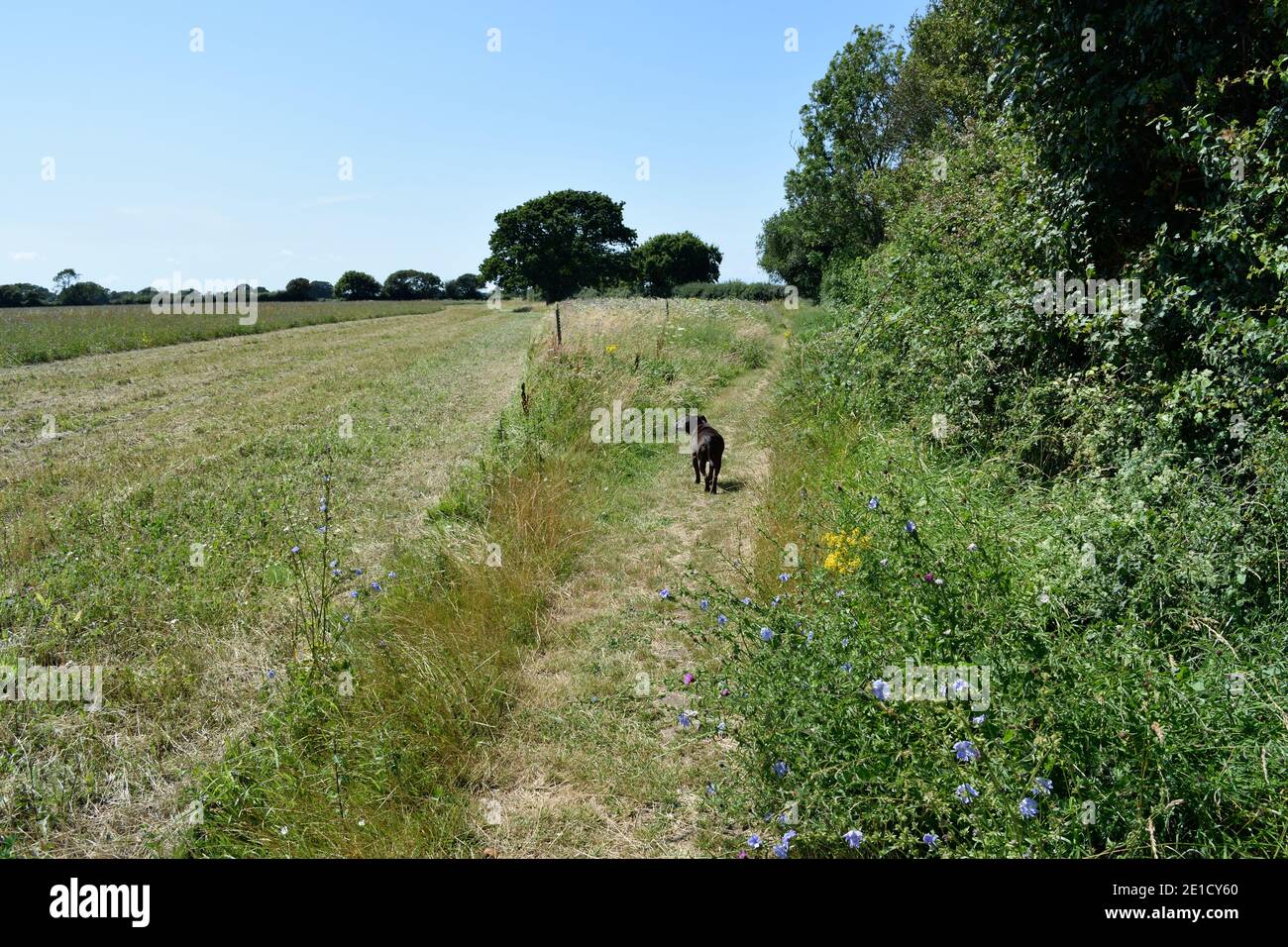 Dog Walking in Beautiful English Countryside Stock Photo - Alamy