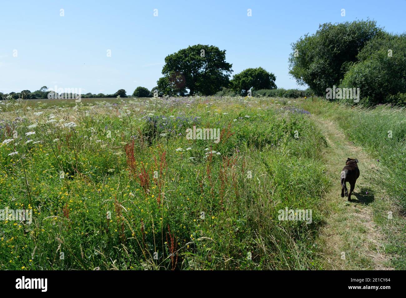 Beautiful english staffordshire bull terrier hi-res stock photography ...