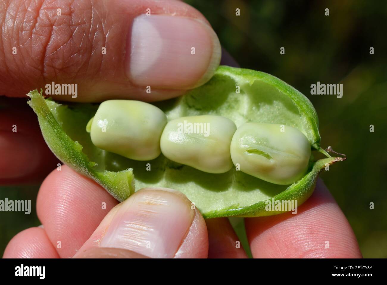 Broad Bean Pod High Resolution Stock Photography and Images - Alamy