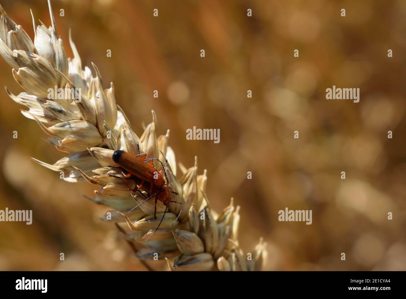 Common Red Soldier Beetles Mating on a Ripe Ear of Wheat in England ...