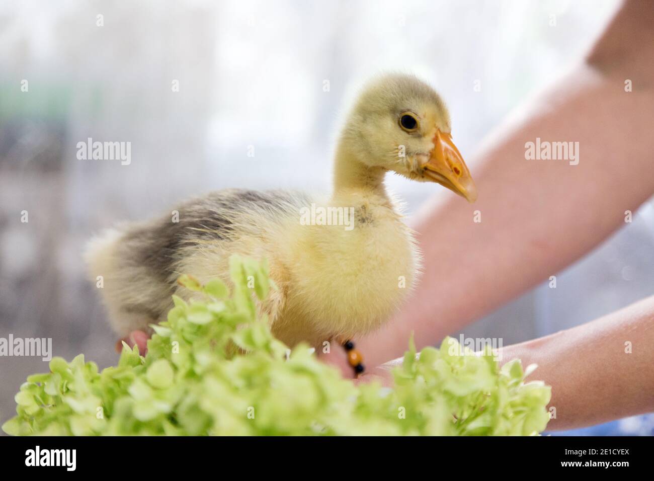 Young goose on hands hi-res stock photography and images - Alamy