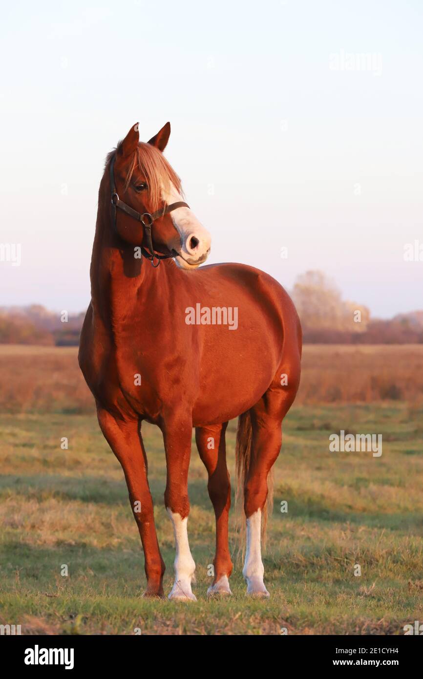 Felver High Resolution Stock Photography and Images - Alamy