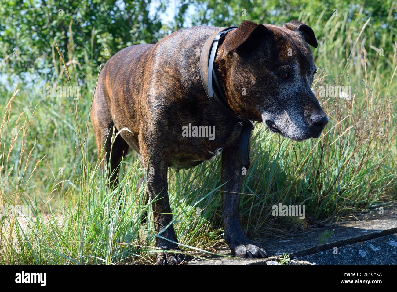 Dog boy sunny day outside hi-res stock photography and images - Alamy