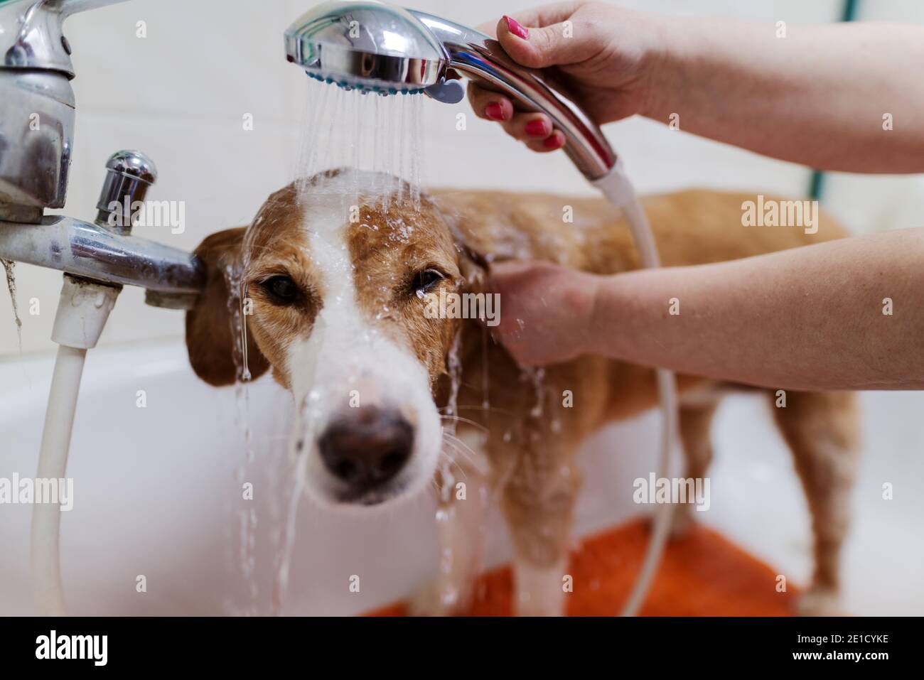 Cute little brown dog being washed in bathtub Stock Photo - Alamy