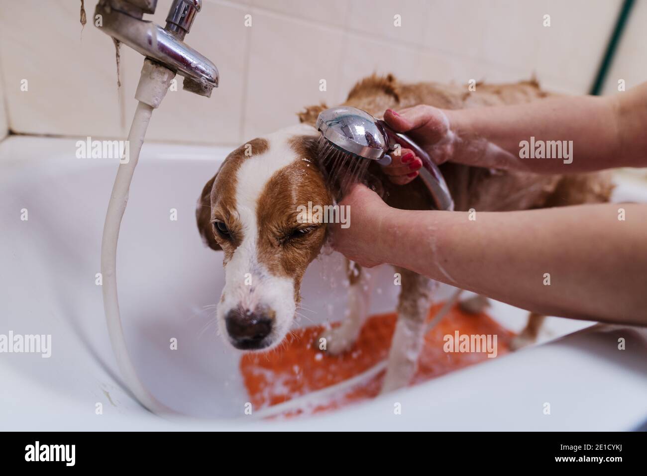 Cute little brown dog being washed in bathtub Stock Photo - Alamy