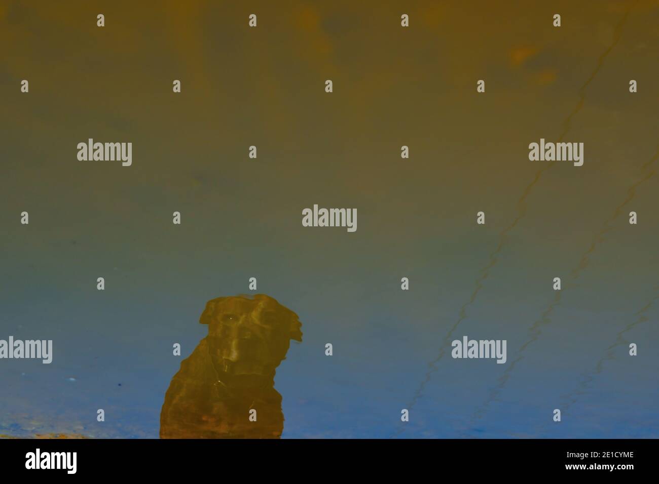 Distorted Reflection of a Dog in a Puddle Stock Photo - Alamy