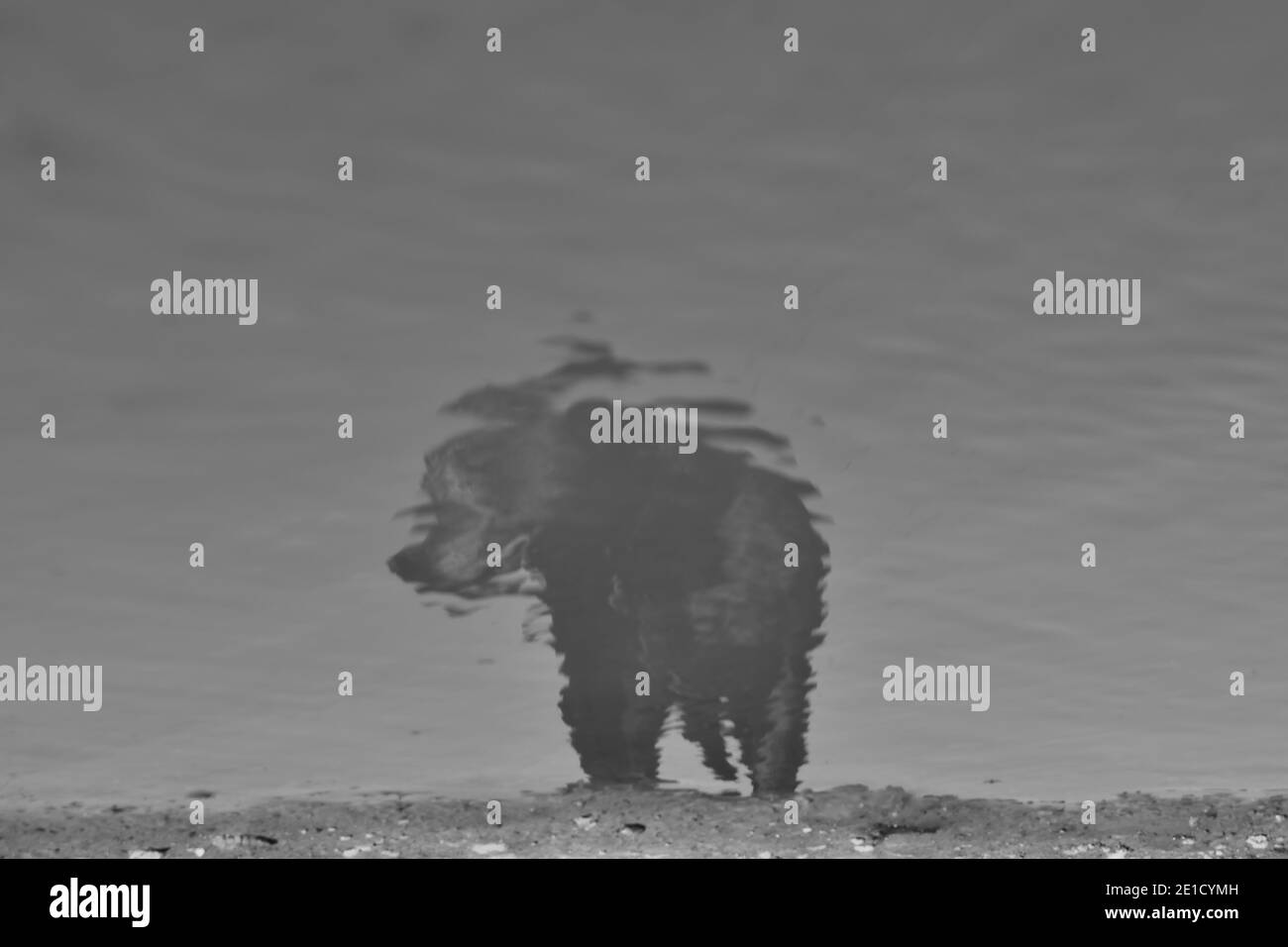 Distorted Reflection of a Dog in a Puddle Stock Photo - Alamy