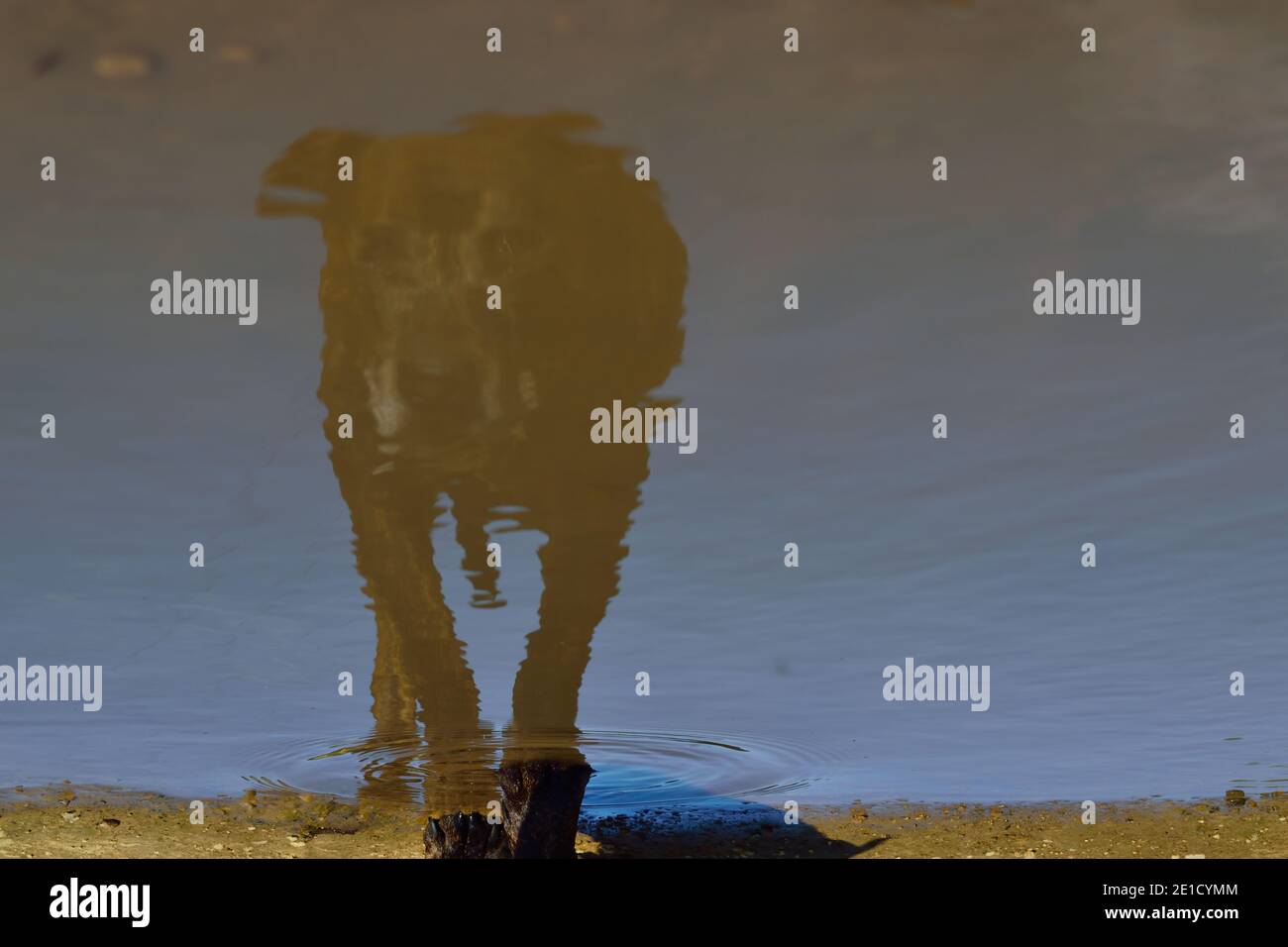 Distorted Reflection of a Dog in a Puddle Stock Photo - Alamy