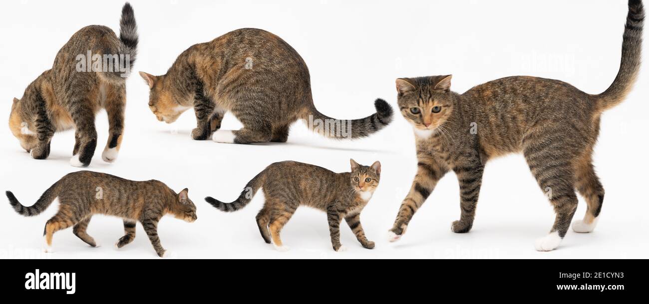 Collection of many different cat behaviors placed on white background ...