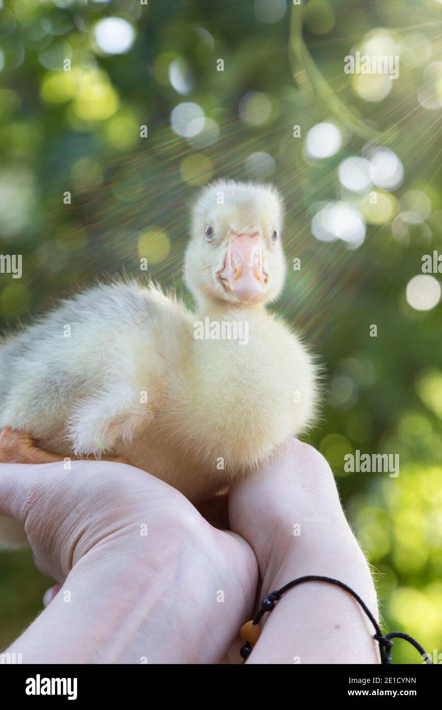 A young goose is carried on the arm. The background is blurred. Close ...